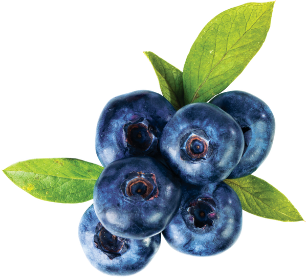 PREBIOTIC GUT HEALTH POUCH, Strawberry, Blueberry + Ginger & Dandelion ...